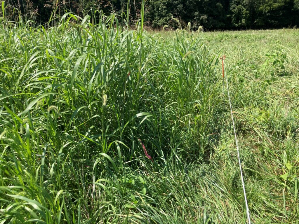 Reduce The Fear Of Prussic Acid Poisoning | Purdue University Pest&Crop ...