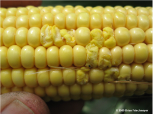Popped-Kernel And Silk-Cut Symptoms In Corn | Purdue University Pest ...