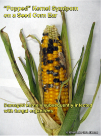 Popped-Kernel And Silk-Cut Symptoms In Corn | Purdue University Pest ...