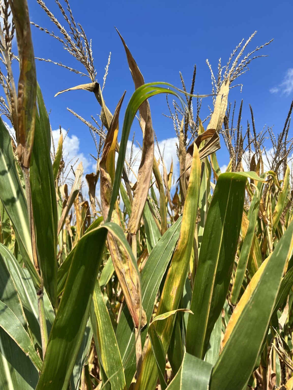 Top “Dieback” And Senescence Patterns In Corn | Purdue University Pest ...
