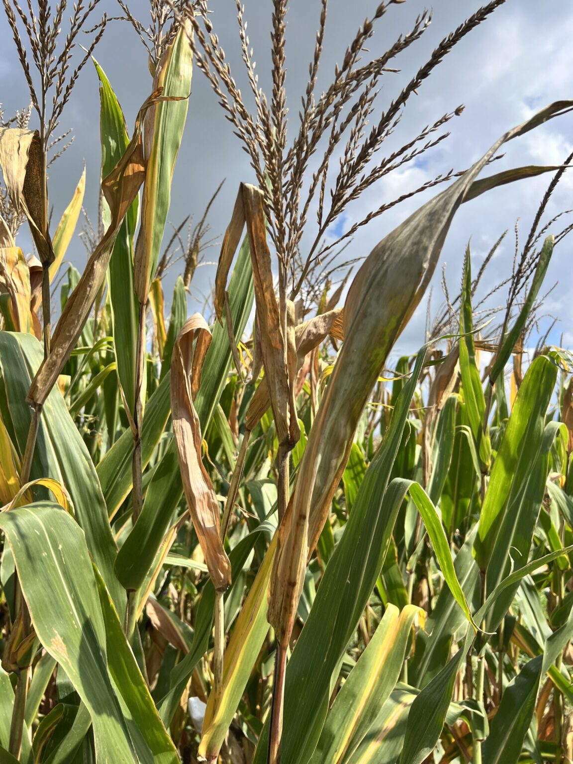 Top “Dieback” And Senescence Patterns In Corn | Purdue University Pest ...