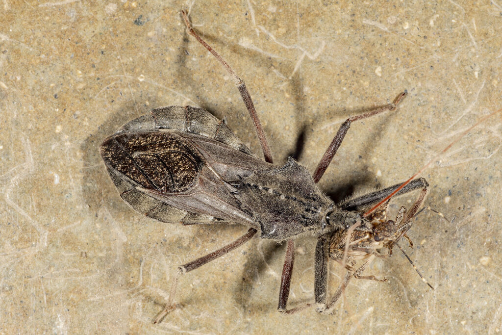 Indian Summer’s Feature Creature; Wheel Bug | Purdue University Pest ...
