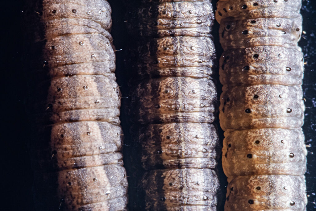 Some Cutworms Out And About, Still Too Early For Black Cutworm | Purdue ...