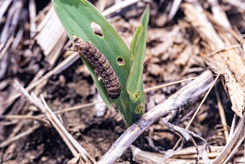 Some Cutworms Out And About, Still Too Early For Black Cutworm | Purdue ...