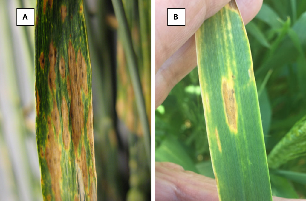 Foliar Diseases Of Wheat And Fusarium Head Blight (Scab) Management | Purdue University Pest ...