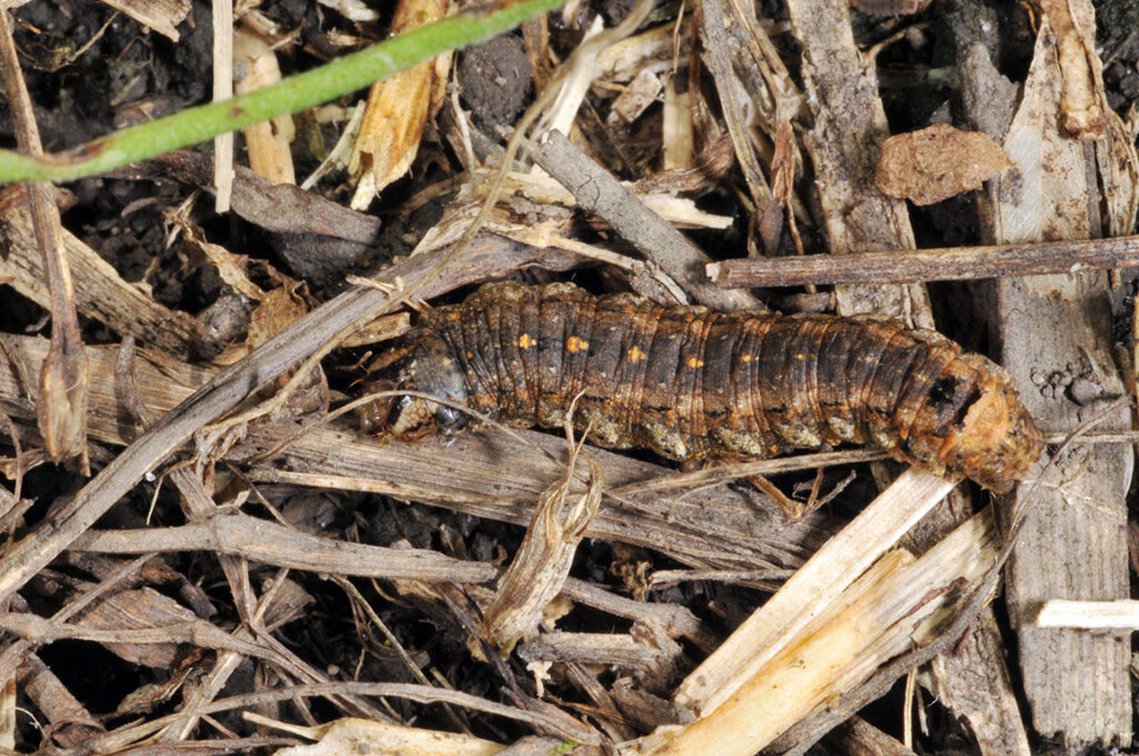 Some Cutworms Out And About, Still Too Early For Black Cutworm | Purdue ...