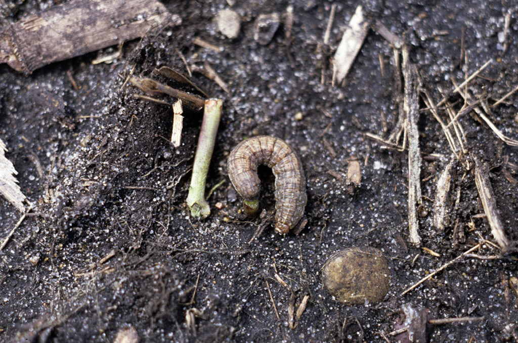 Some Cutworms Out And About, Still Too Early For Black Cutworm | Purdue ...
