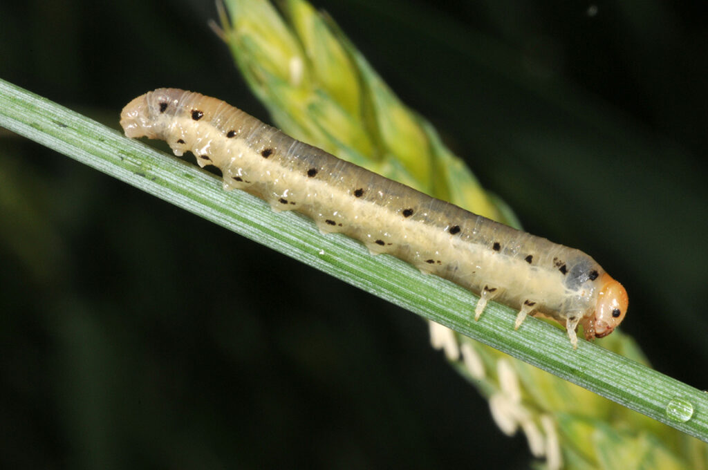 Armyworm Look-Alike In Wheat, But Not A Caterpillar | Purdue University ...
