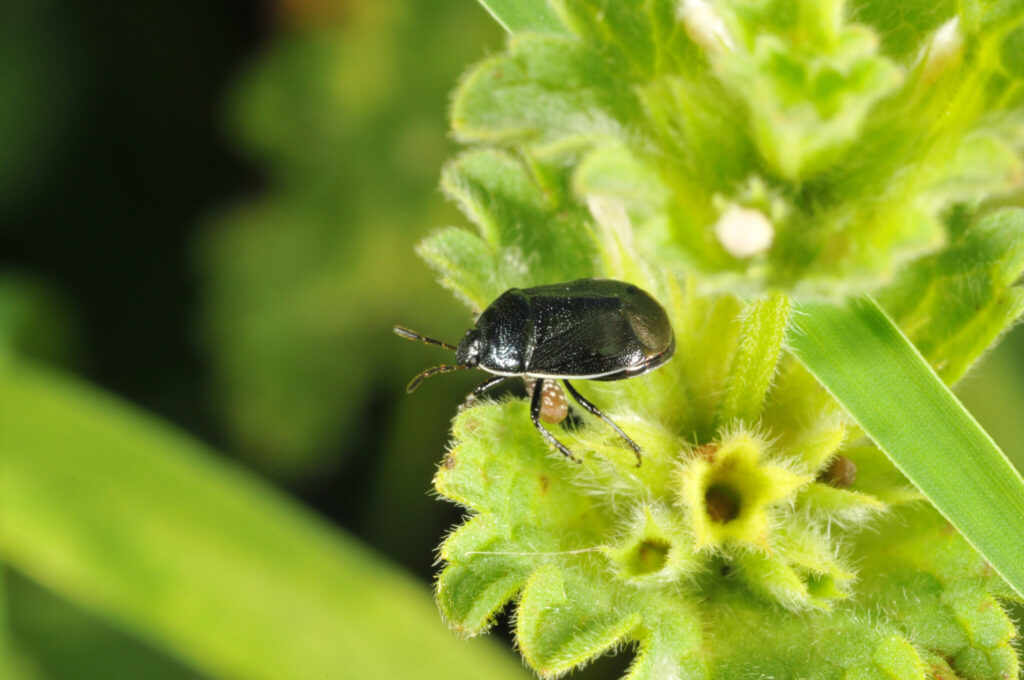 Homeless Insect Stories And Their Aptitude To Survive! | Purdue ...