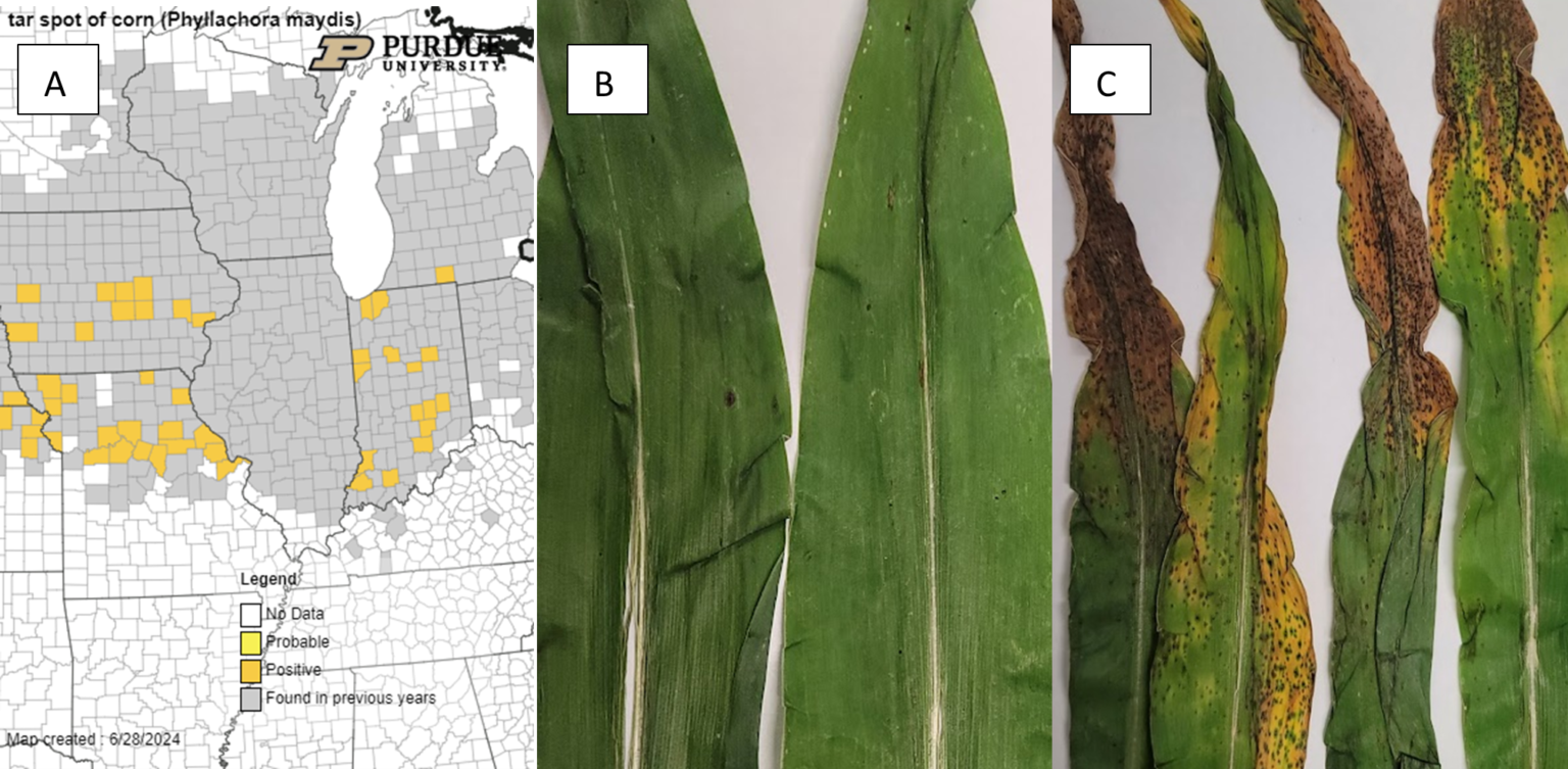 Update On Disease Risk In Corn In Indiana | Purdue University Pest&Crop ...