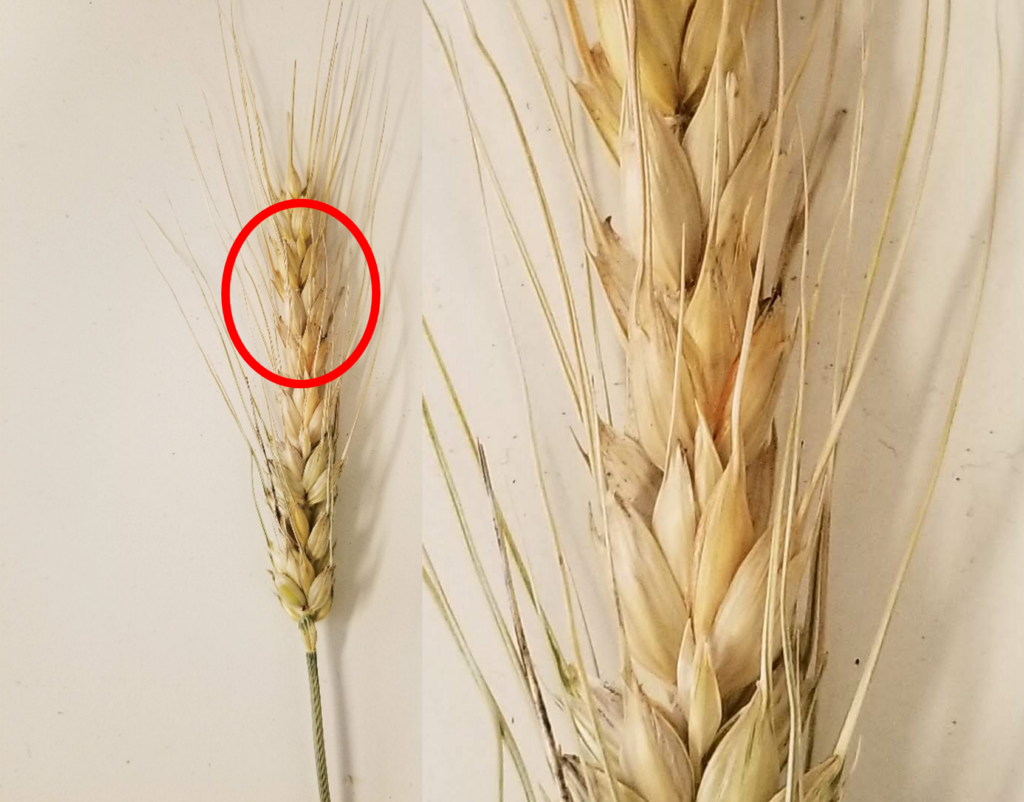 Help Us Collect Fusarium Head Blight Wheat Samples In Indiana | Purdue ...