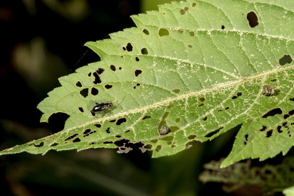 Homeless Insect Stories And Their Aptitude To Survive! | Purdue ...