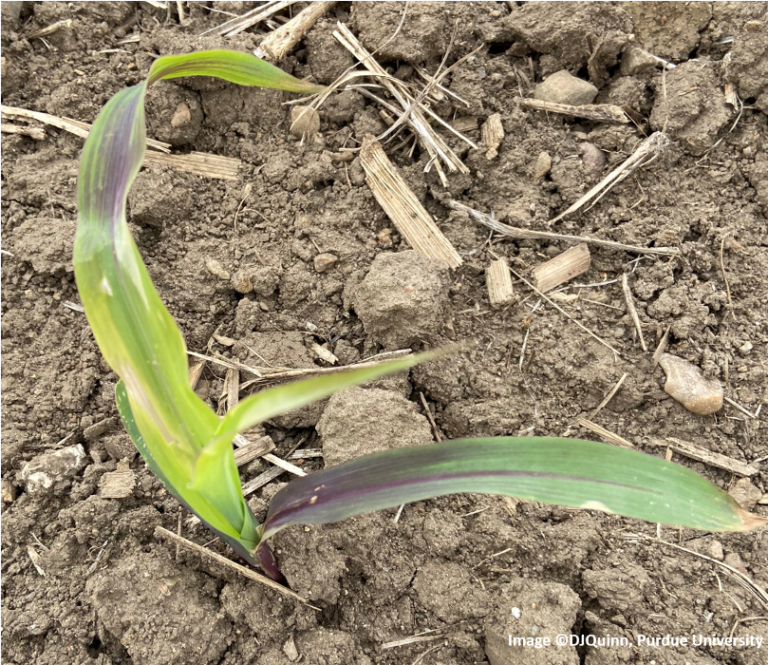 It’s Not Easy Being Green. The Many Colors Of Early Season Corn ...