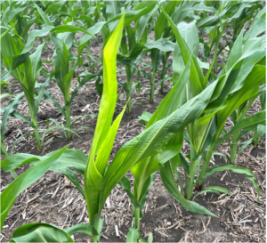 It’s Not Easy Being Green. The Many Colors Of Early Season Corn ...