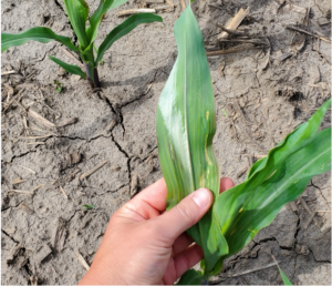 It’s Not Easy Being Green. The Many Colors Of Early Season Corn ...