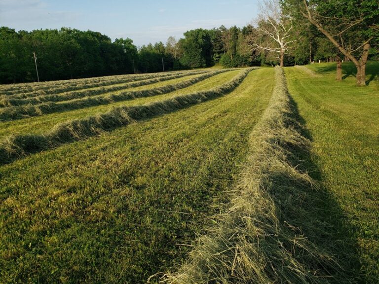 Take Time To Self-Evaluate Your Hay Production Management System ...