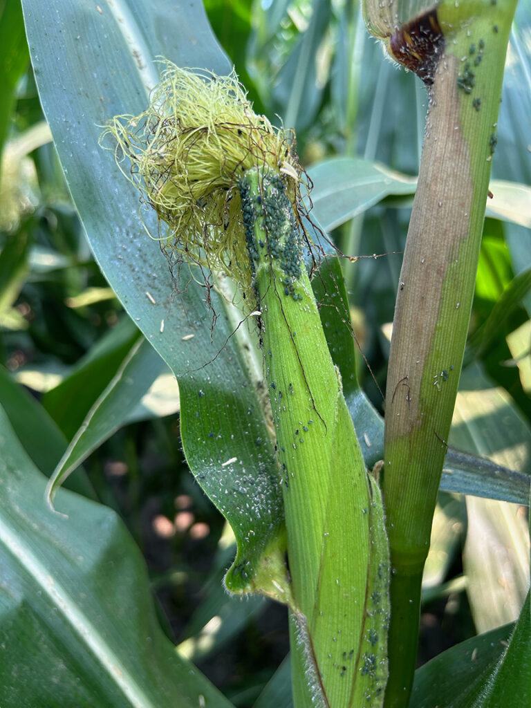 Corn Leaf Aphid in Post-Pollinated Corn | Purdue University Pest&Crop ...