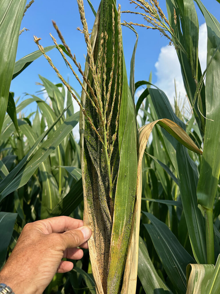 Corn Leaf Aphid in Post-Pollinated Corn | Purdue University Pest&Crop ...