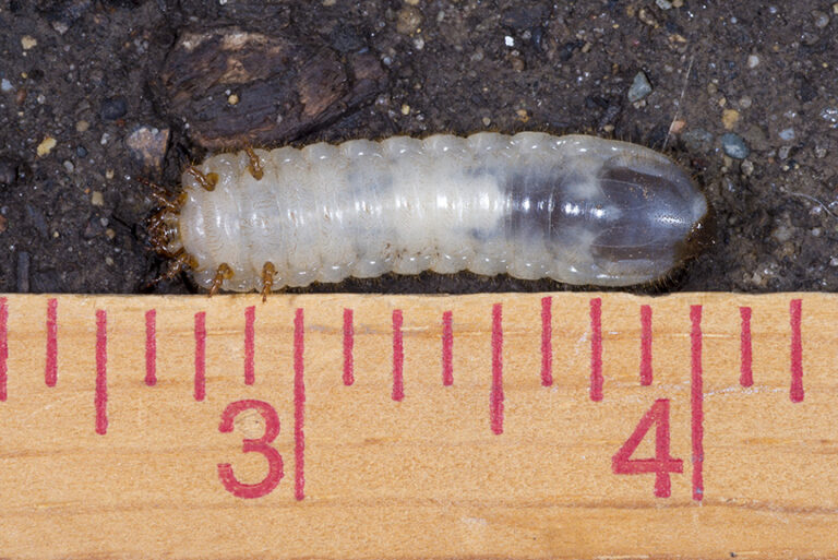 Gigantic Japanese Beetle!?!? | Purdue University Pest&Crop newsletter