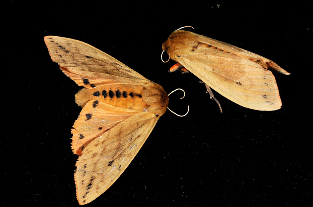 Woolly Bear Wanderlust And Winter Weather | Purdue University Pest&Crop ...