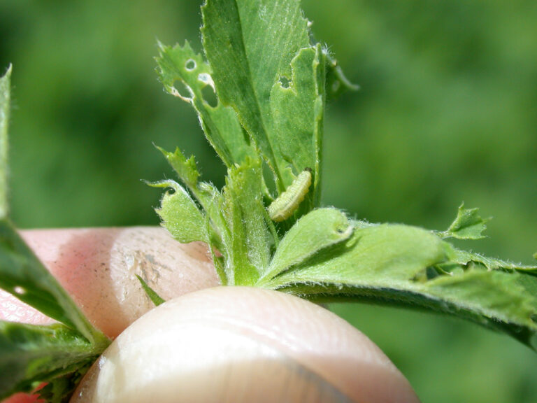 Alfalfa Weevil Management Guidelines | Purdue University Pest&Crop ...
