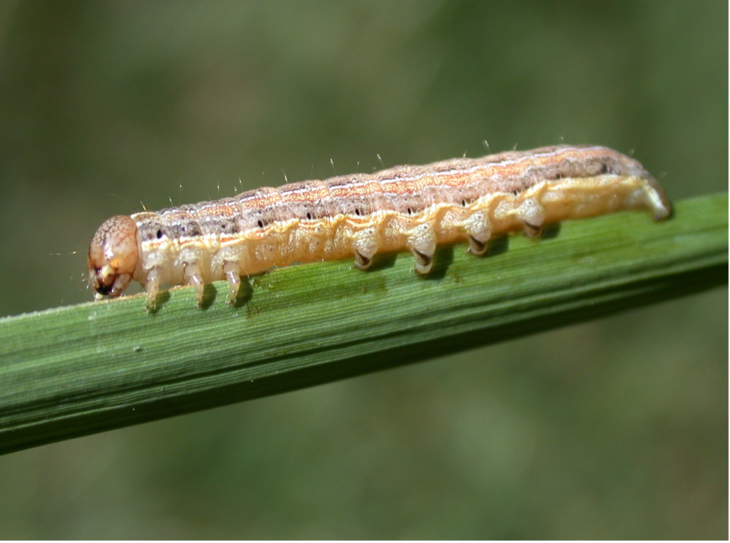 Cover Crops, Winter Annual Weeds, Caterpillars And Crops | Purdue ...