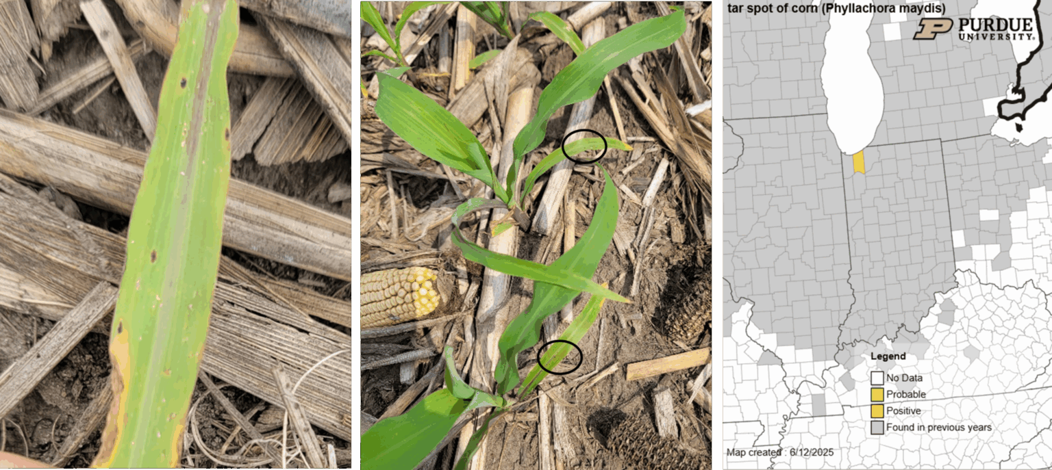 Tar Spot: What To Look For In Corn And Making An Informed Decision On ...