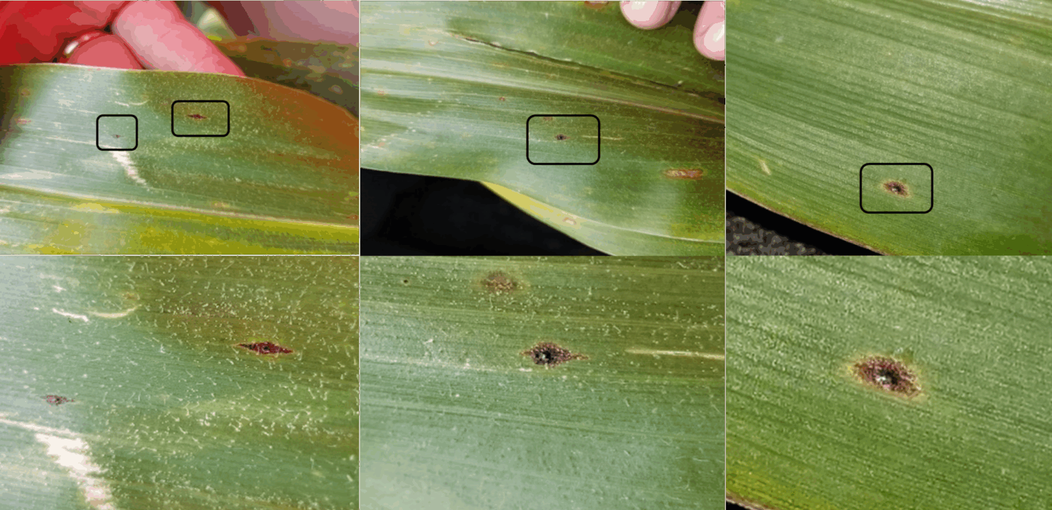 Tar Spot: What To Look For In Corn And Making An Informed Decision On ...