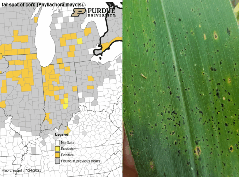 Tar Spot And Southern Corn Rust Update In Indiana | Purdue University ...