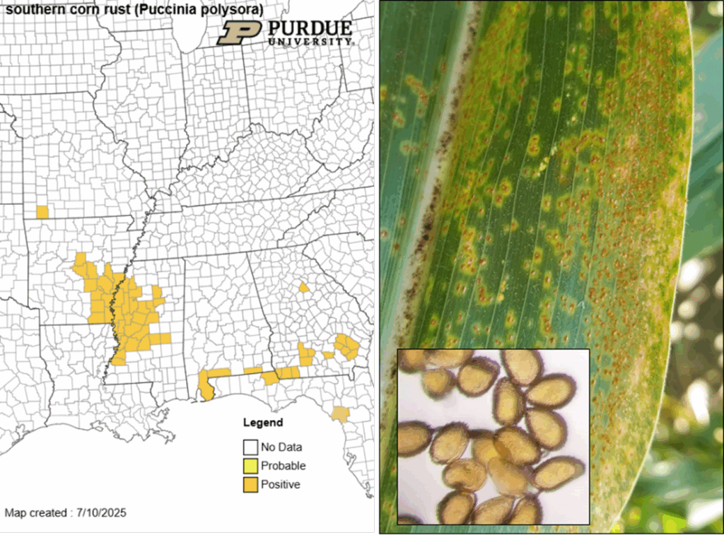 Disease Update In Indiana Corn And Soybean | Purdue University Pest ...