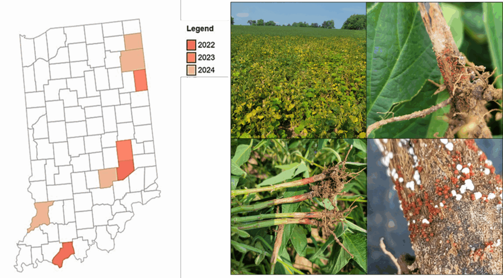 Red Crown Rot Of Soybean: Time To Keep An Eye Out And What To Do If You ...