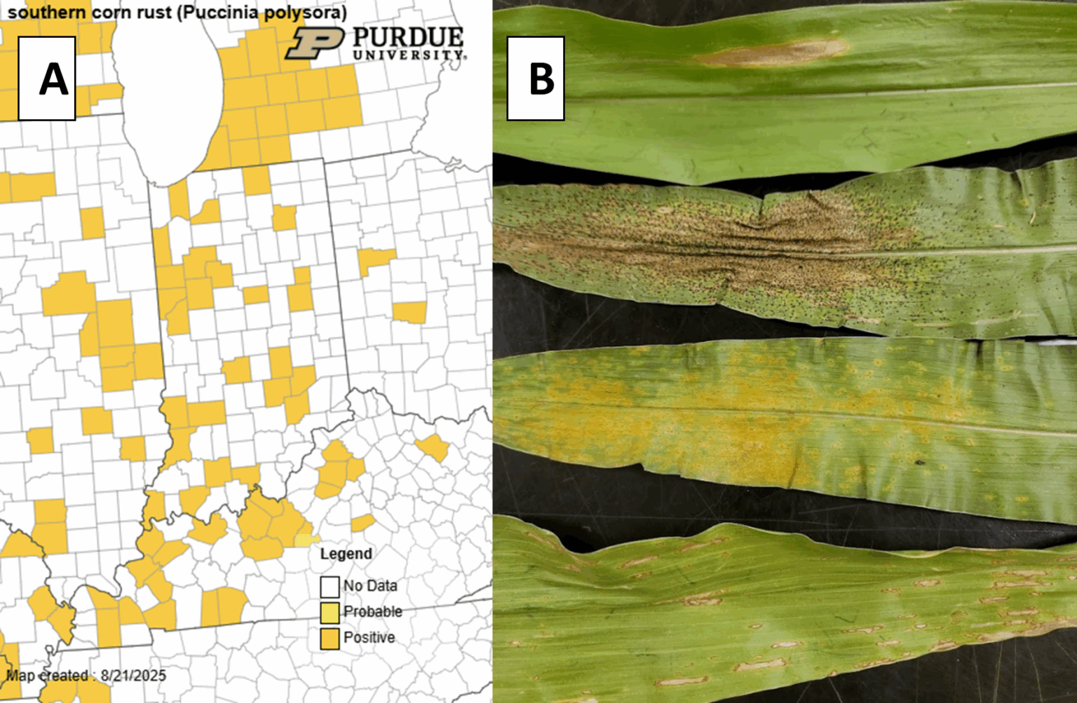 Tar Spot And Southern Corn Rust August Update In Indiana | Purdue ...