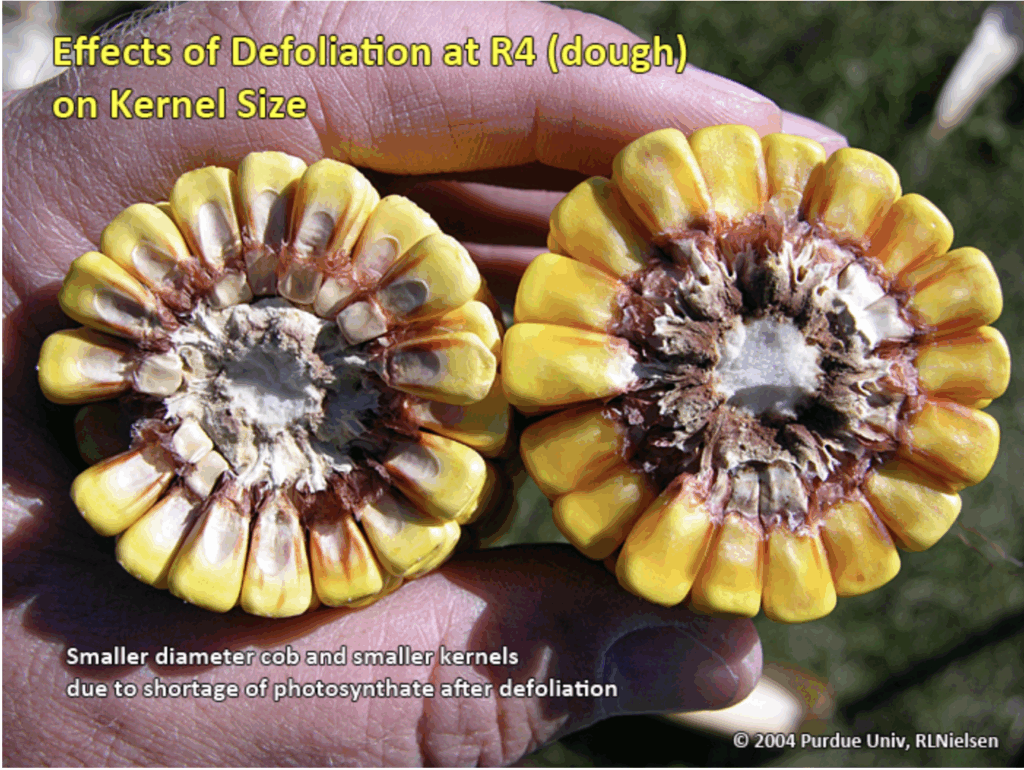 Effects Of Severe Stress During Grain Filling In Corn | Purdue ...