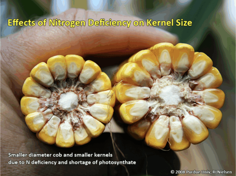 Effects Of Severe Stress During Grain Filling In Corn | Purdue ...