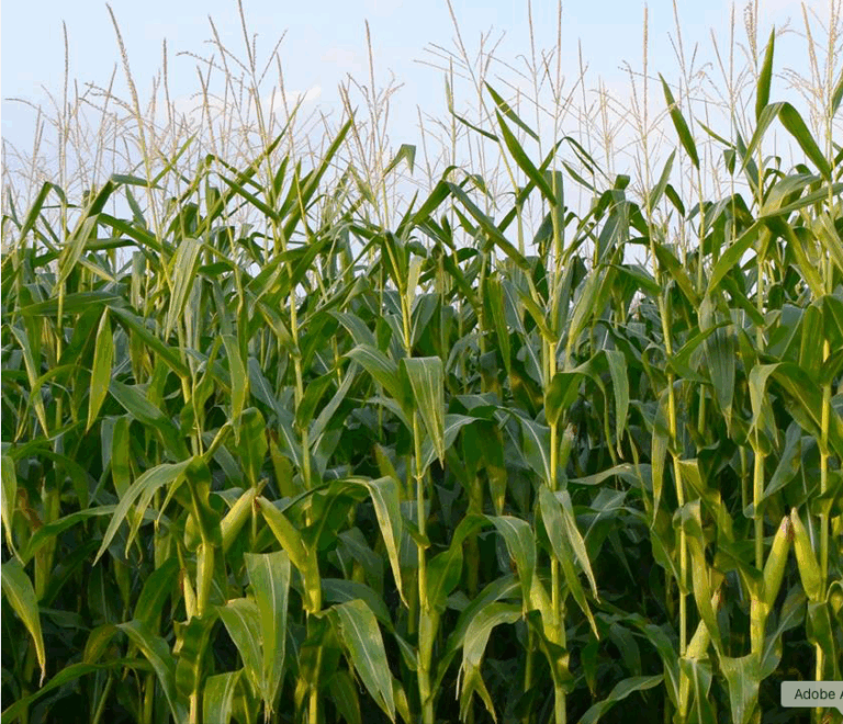 Corn Is Not Making Your Days More Humid | Purdue University Pest&Crop ...