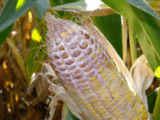 Stalk And Ear Rots: Identify Them Now to Help With Harvest Decisions ...