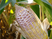 Stalk And Ear Rots: Identify Them Now to Help With Harvest Decisions ...