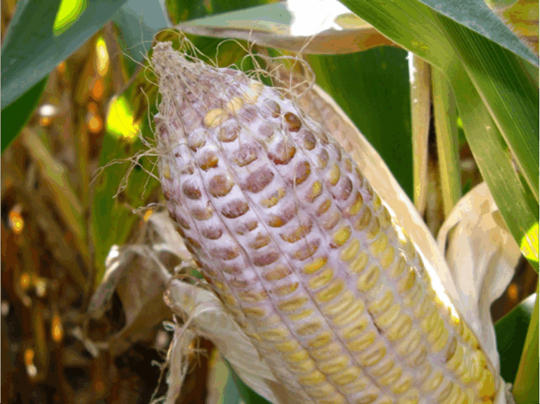 Stalk And Ear Rots: Identify Them Now to Help With Harvest Decisions ...