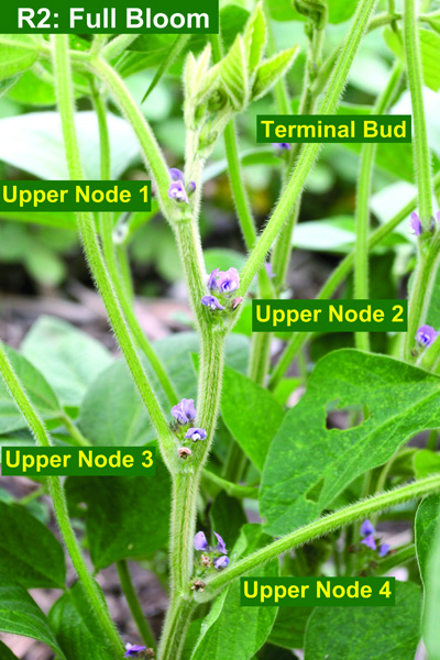 July 9, 2010 - Issue 15, Pest & Crop Newsletter, Entomology Extension ...