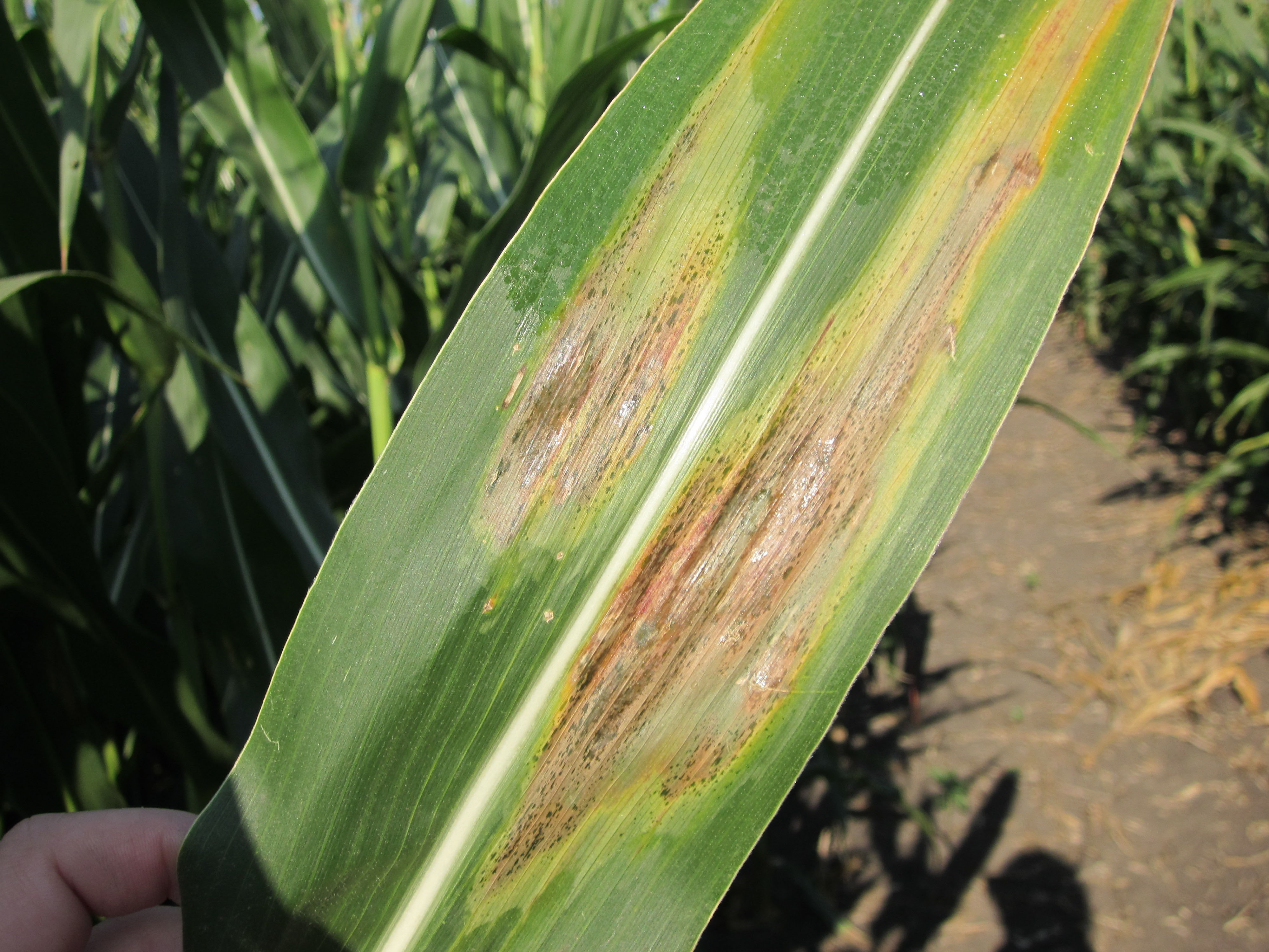 Indiana Corn: Goss’ Wilt Marches East | AgFax