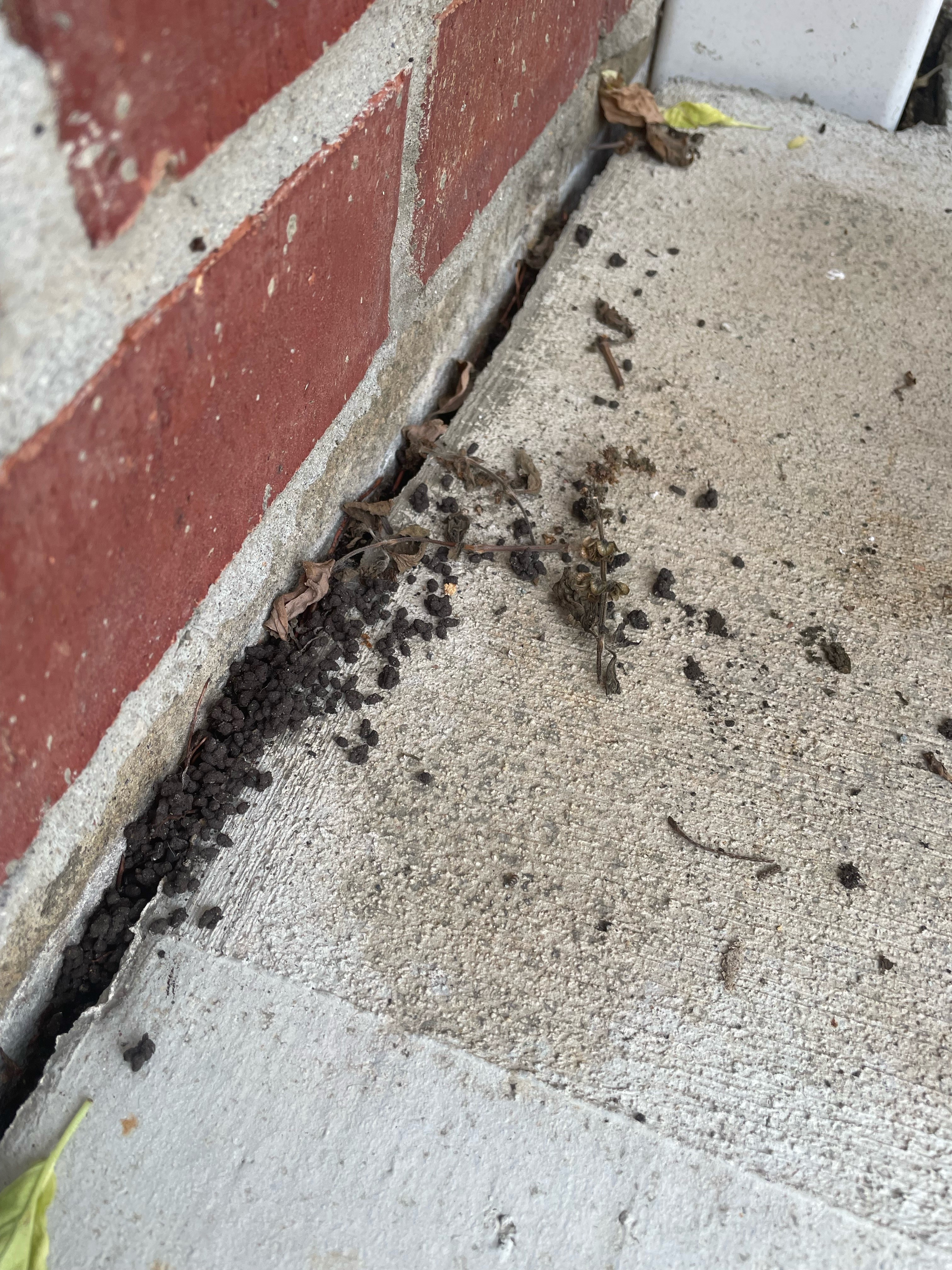 Asian Jumping Worm: A Threat to Healthy Landscapes