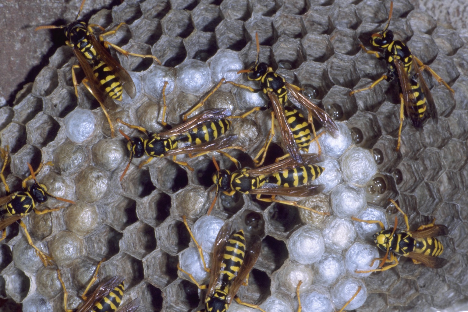 Social Bees and Wasps