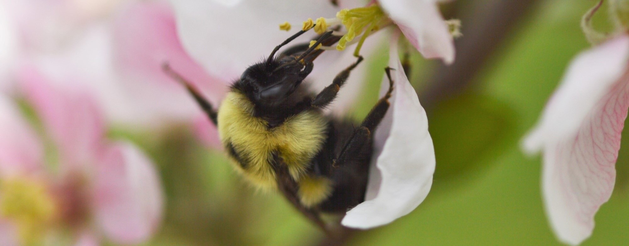 Identifying Wild Bees As Pollinators of Indiana’s Specialty Crops