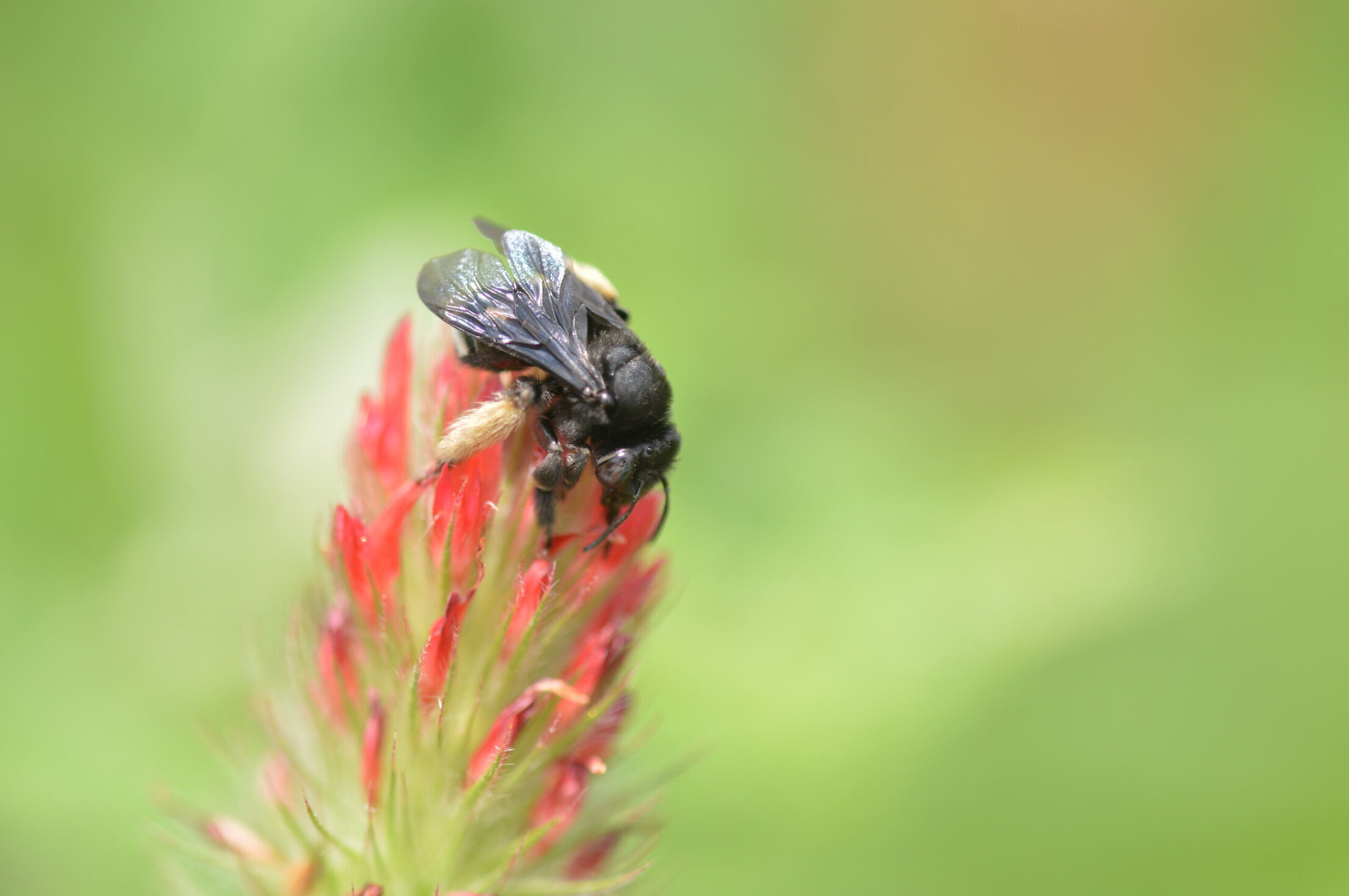 Identifying Wild Bees As Pollinators of Indiana’s Specialty Crops