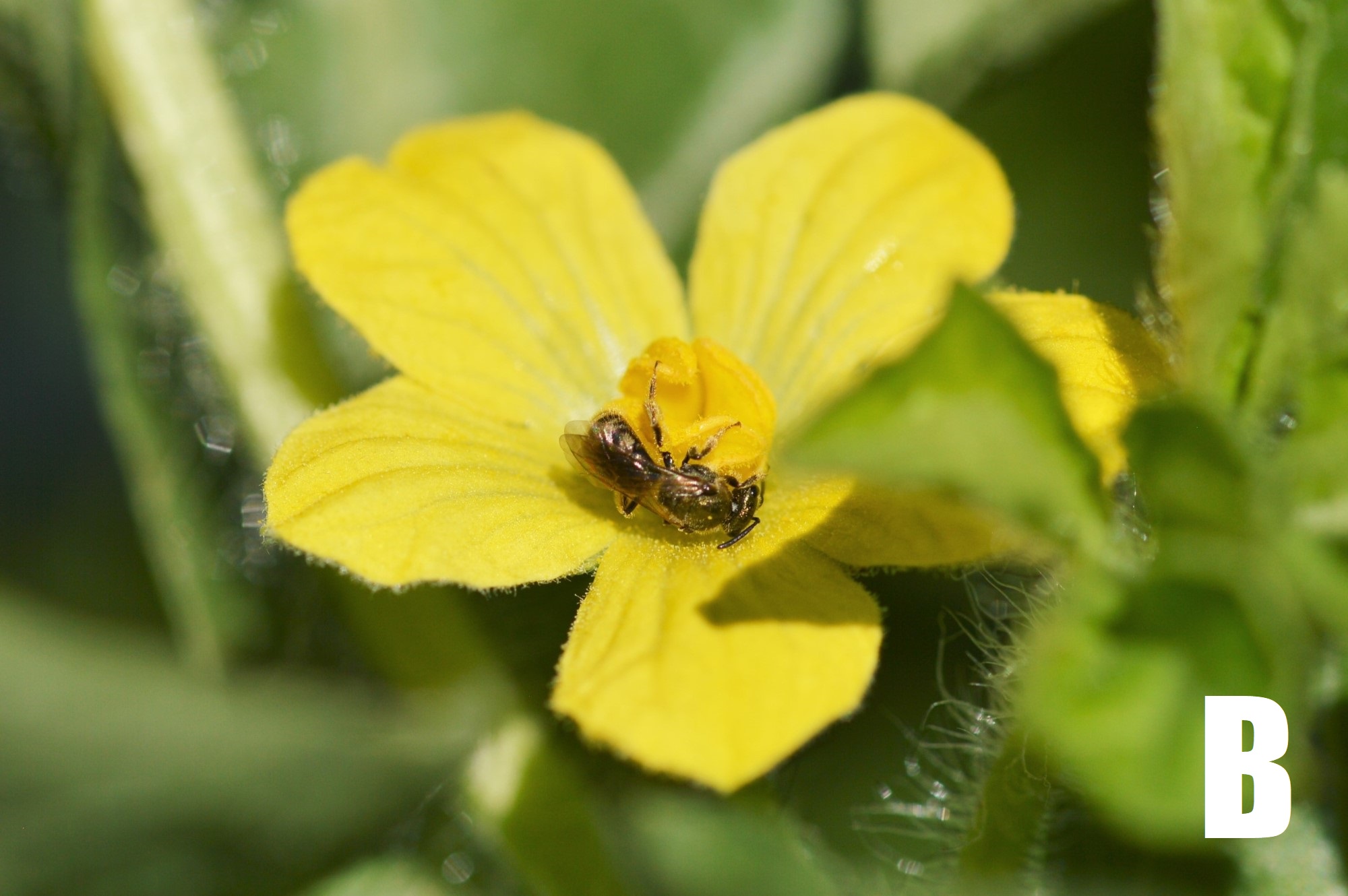 Identifying Wild Bees As Pollinators of Indiana’s Specialty Crops