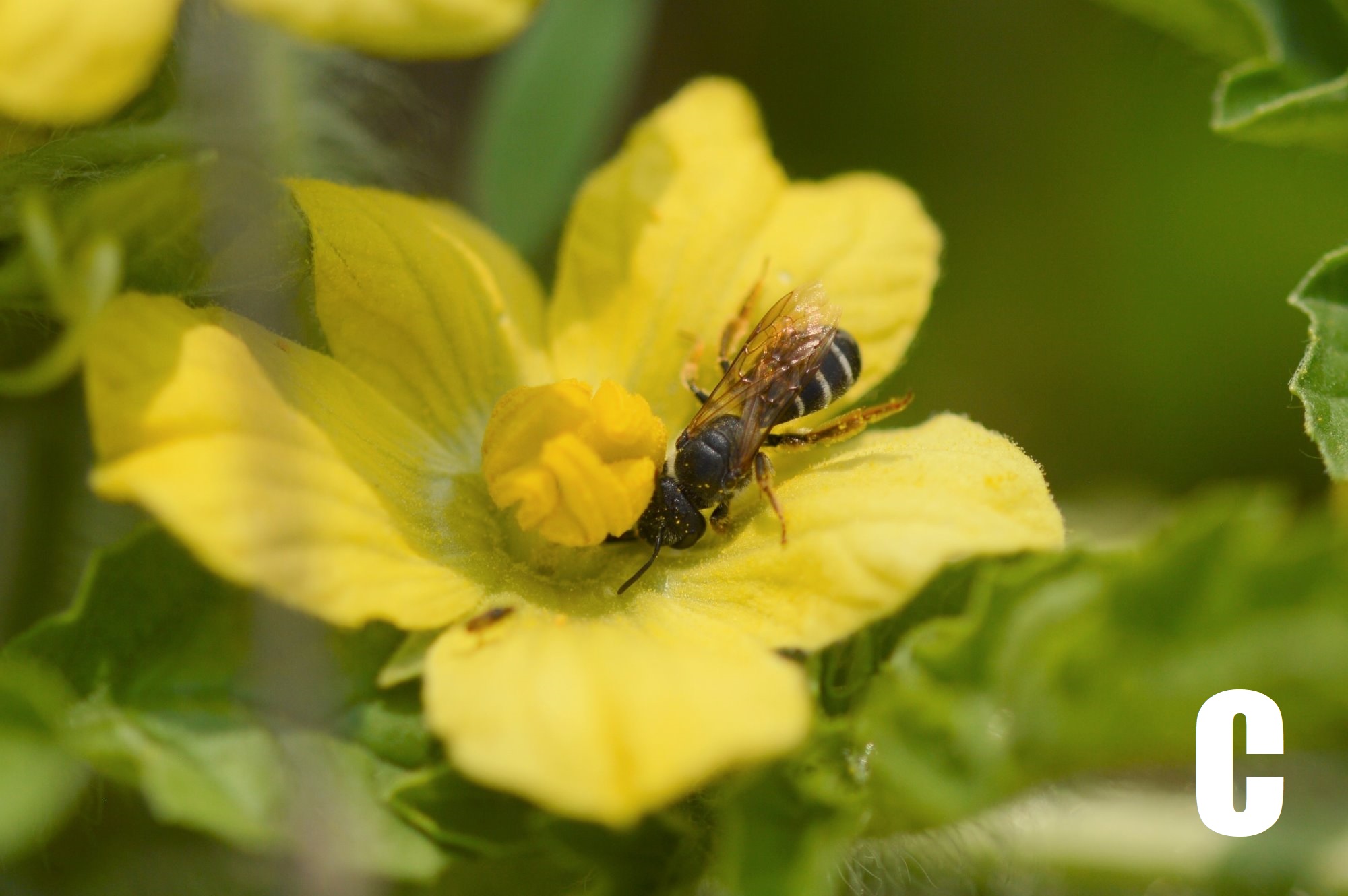 Identifying Wild Bees As Pollinators of Indiana’s Specialty Crops