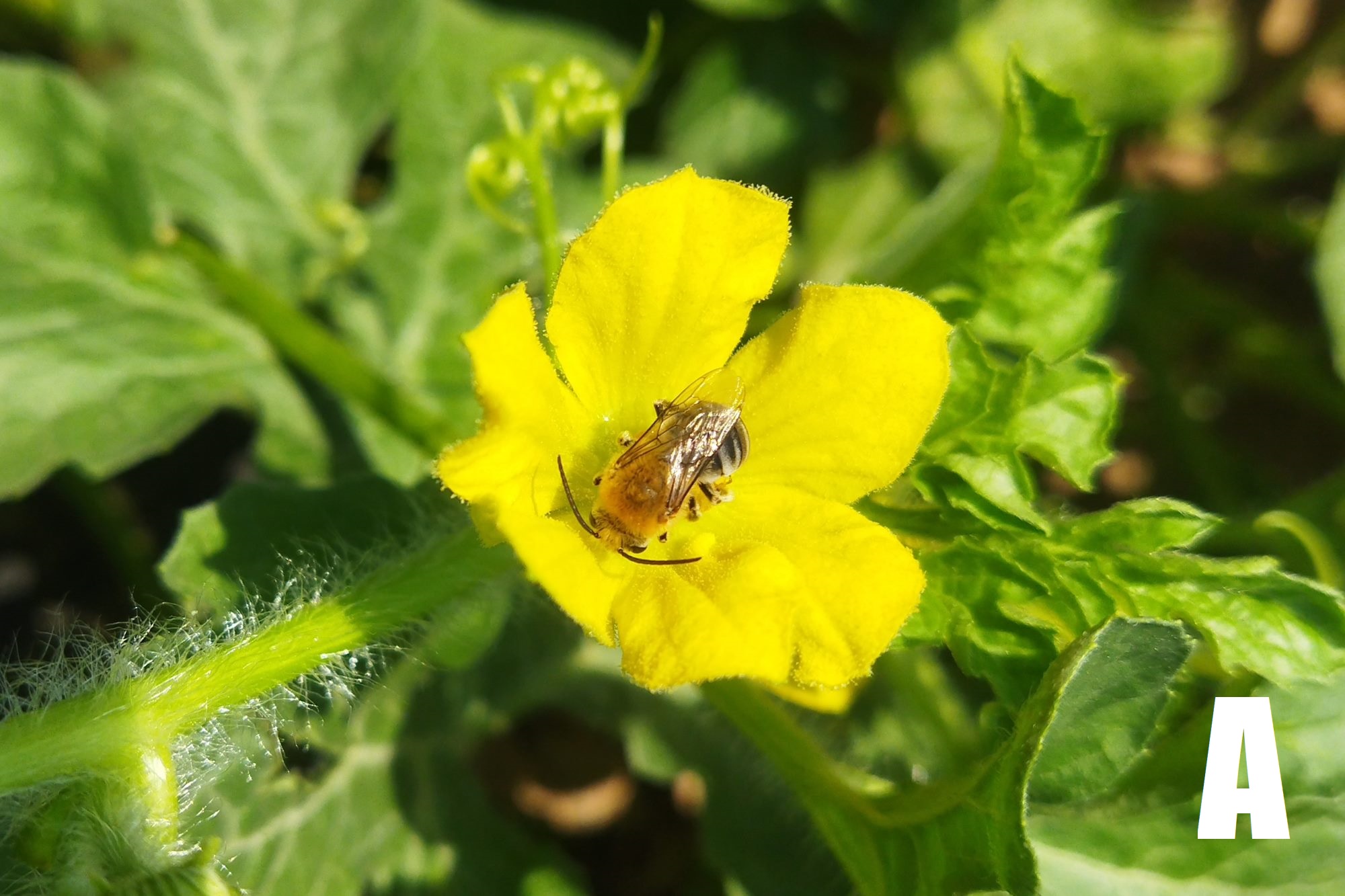 Identifying Wild Bees As Pollinators of Indiana’s Specialty Crops