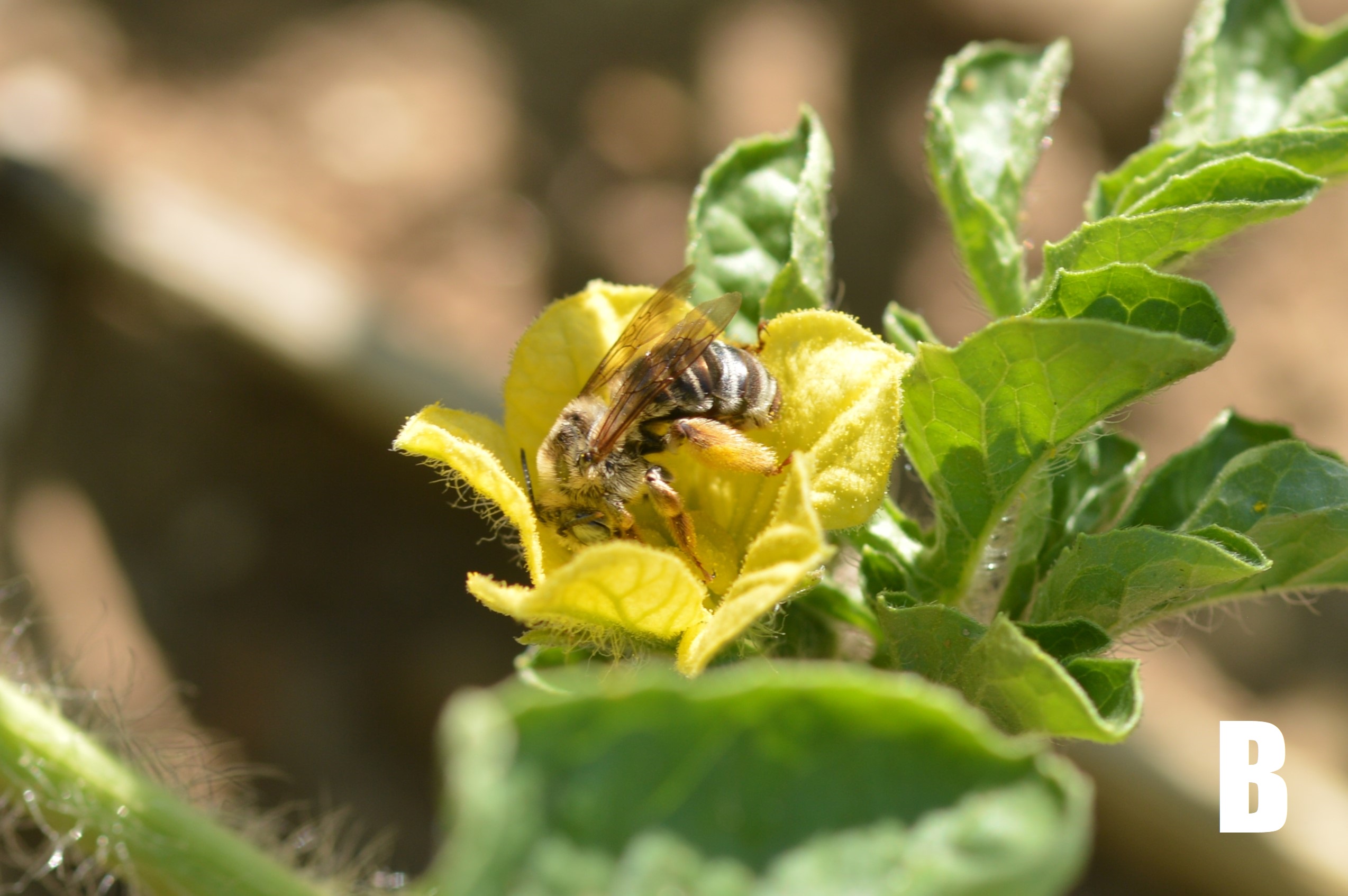 Identifying Wild Bees As Pollinators of Indiana’s Specialty Crops