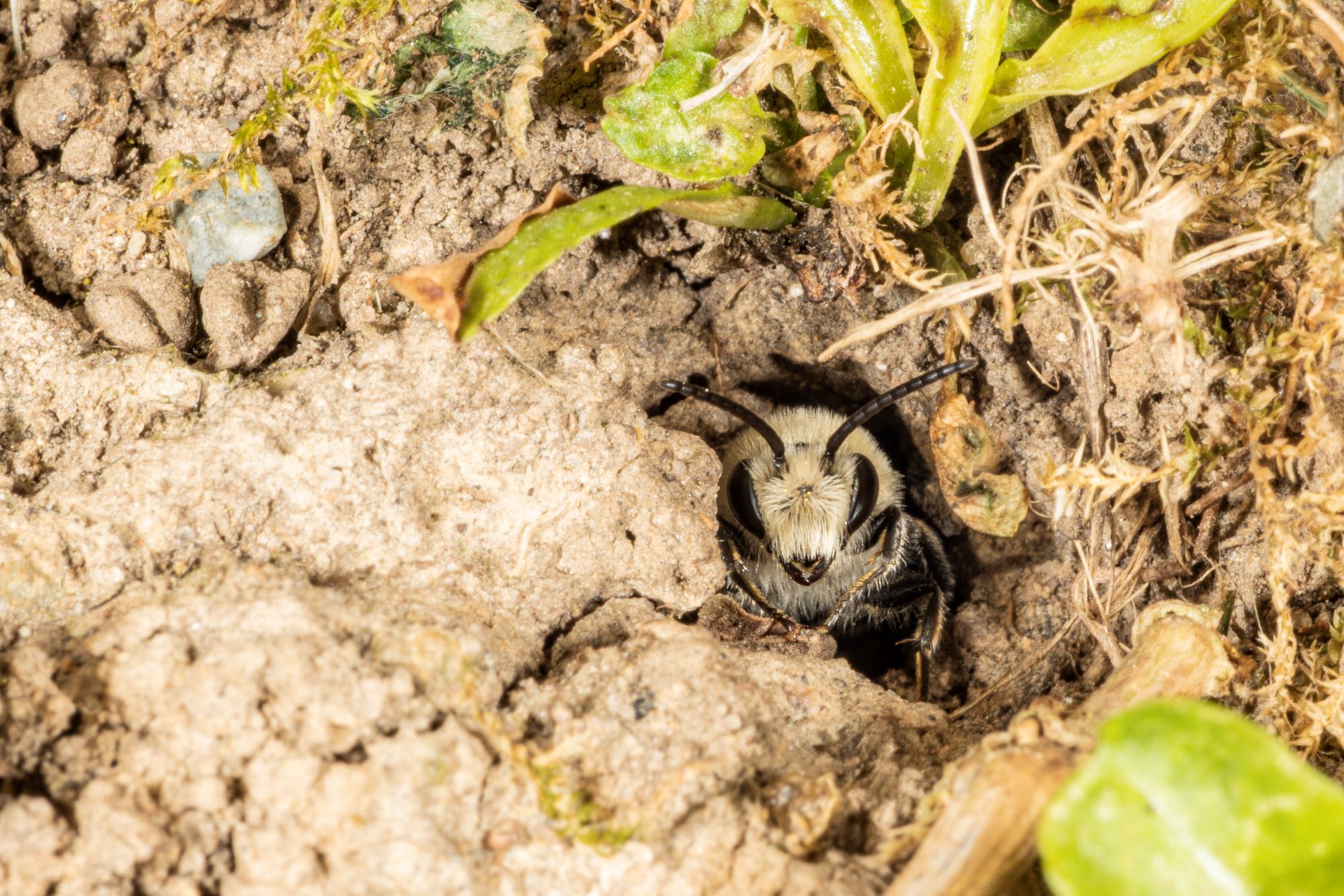 Identifying Wild Bees As Pollinators of Indiana’s Specialty Crops