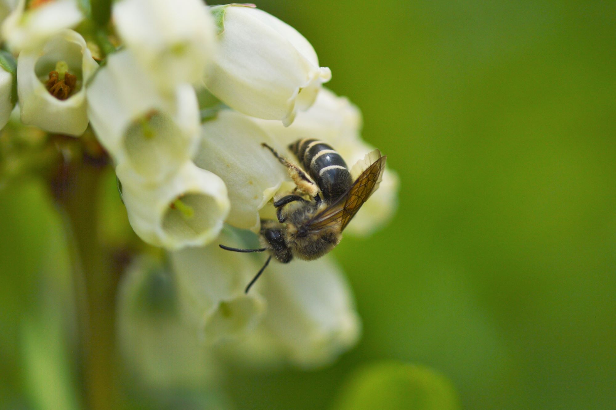 Identifying Wild Bees As Pollinators of Indiana’s Specialty Crops